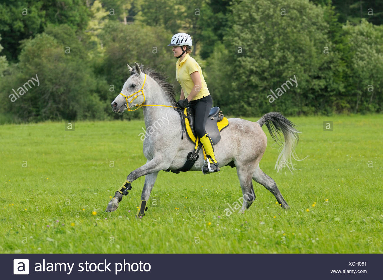 Asil Arabian Horse High Resolution Stock Photography and Images - Alamy
