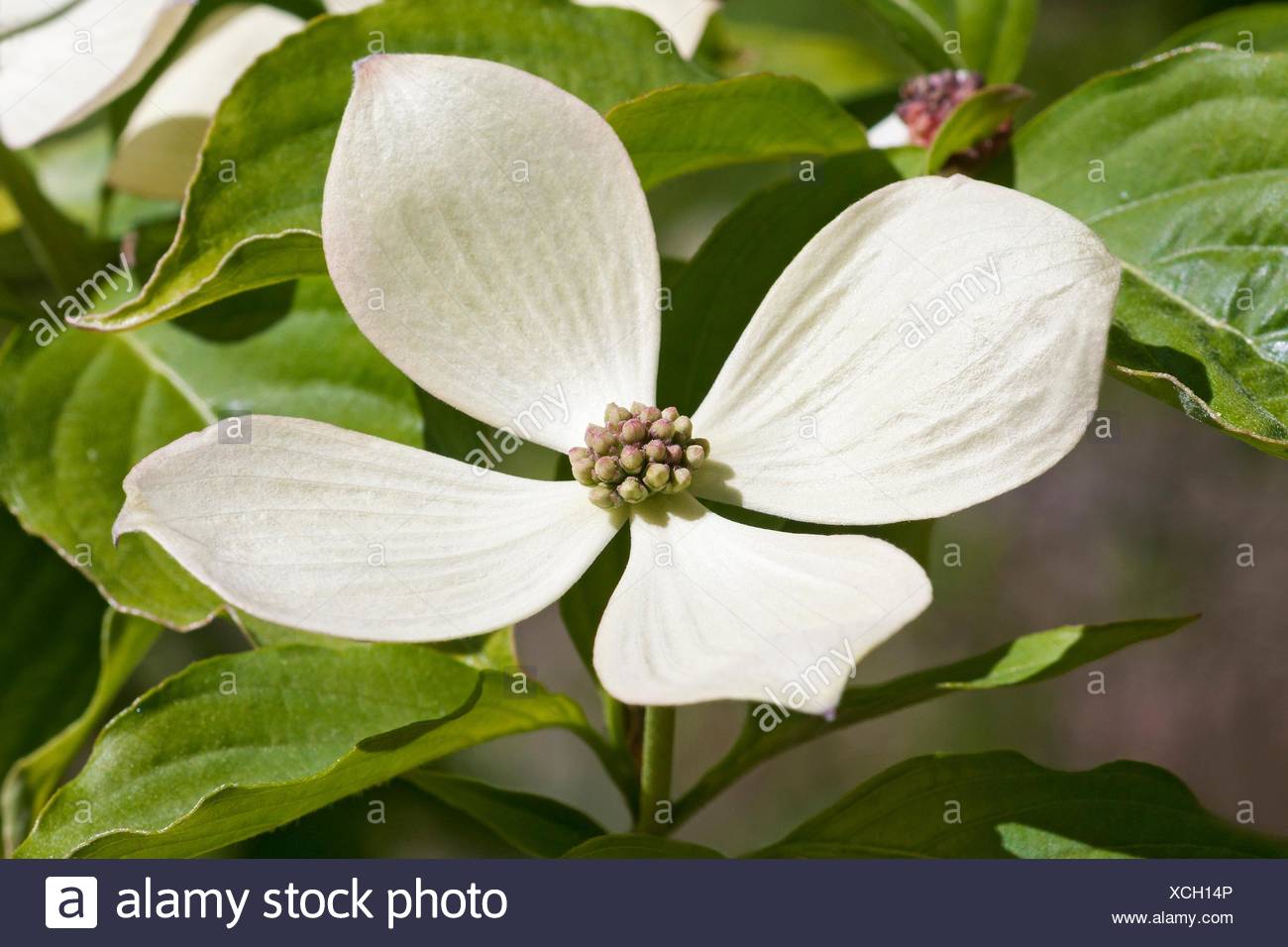 Kousa Dogwood Cornus Kousa Stock Photos & Kousa Dogwood Cornus Kousa ...