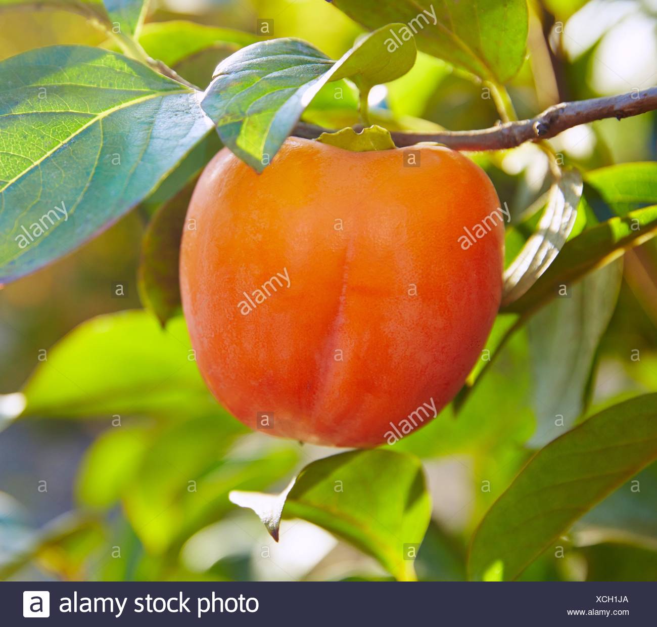 Khaki Fruit Tree High Resolution Stock Photography and Images - Alamy