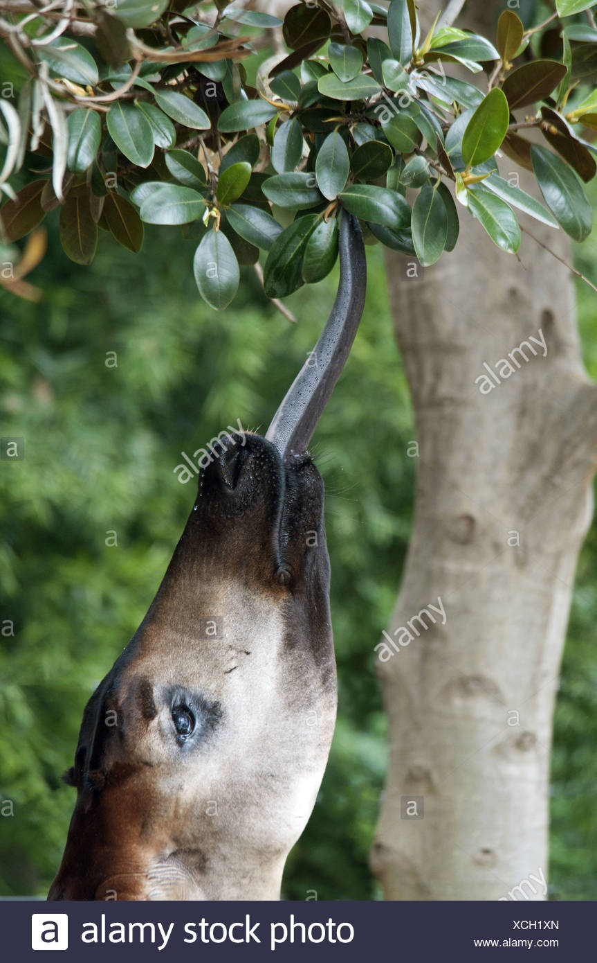 Okapi Tongue High Resolution Stock Photography and Images - Alamy