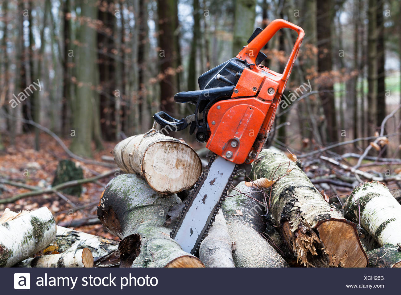 Chainsaw In The Forest High Resolution Stock Photography and Images - Alamy
