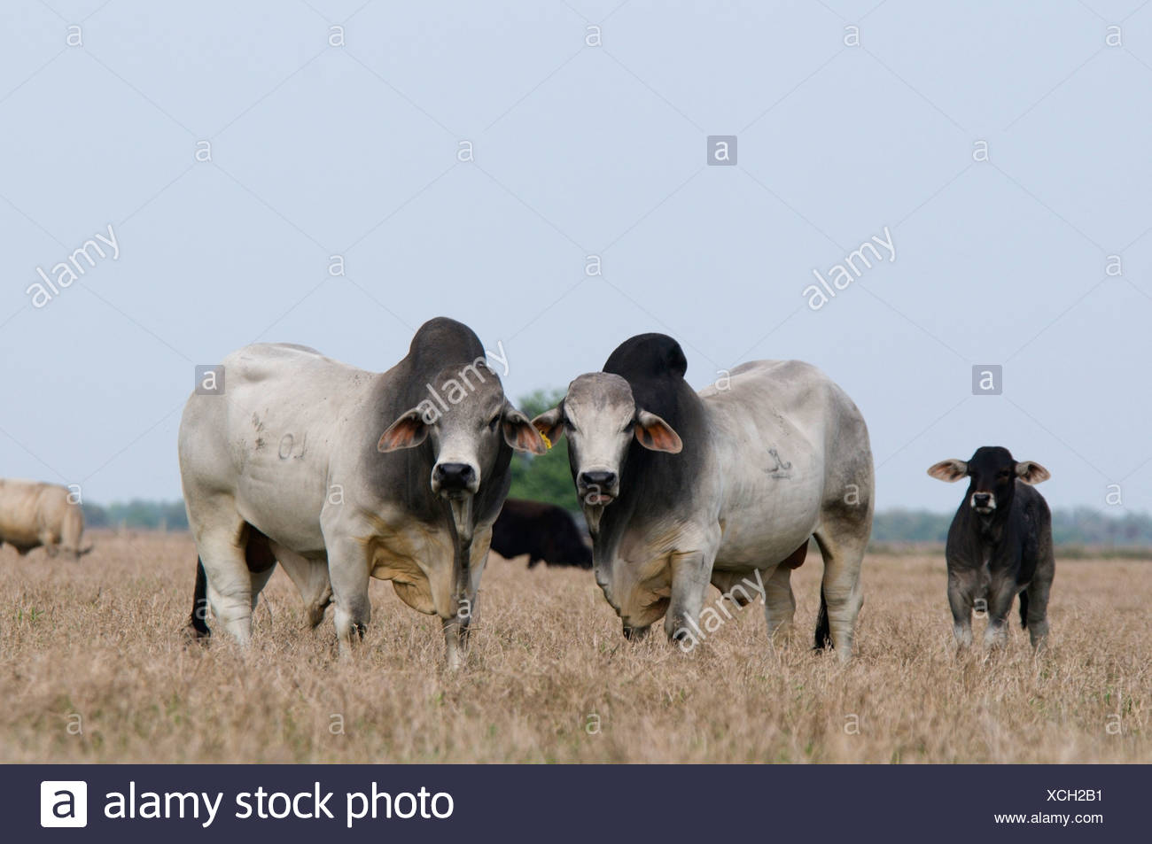 Florida Cattle High Resolution Stock Photography and Images - Alamy