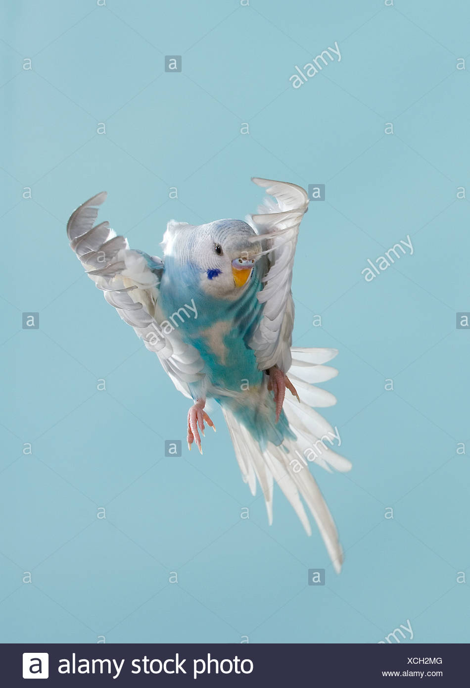 Budgie Flying High Resolution Stock Photography and Images - Alamy