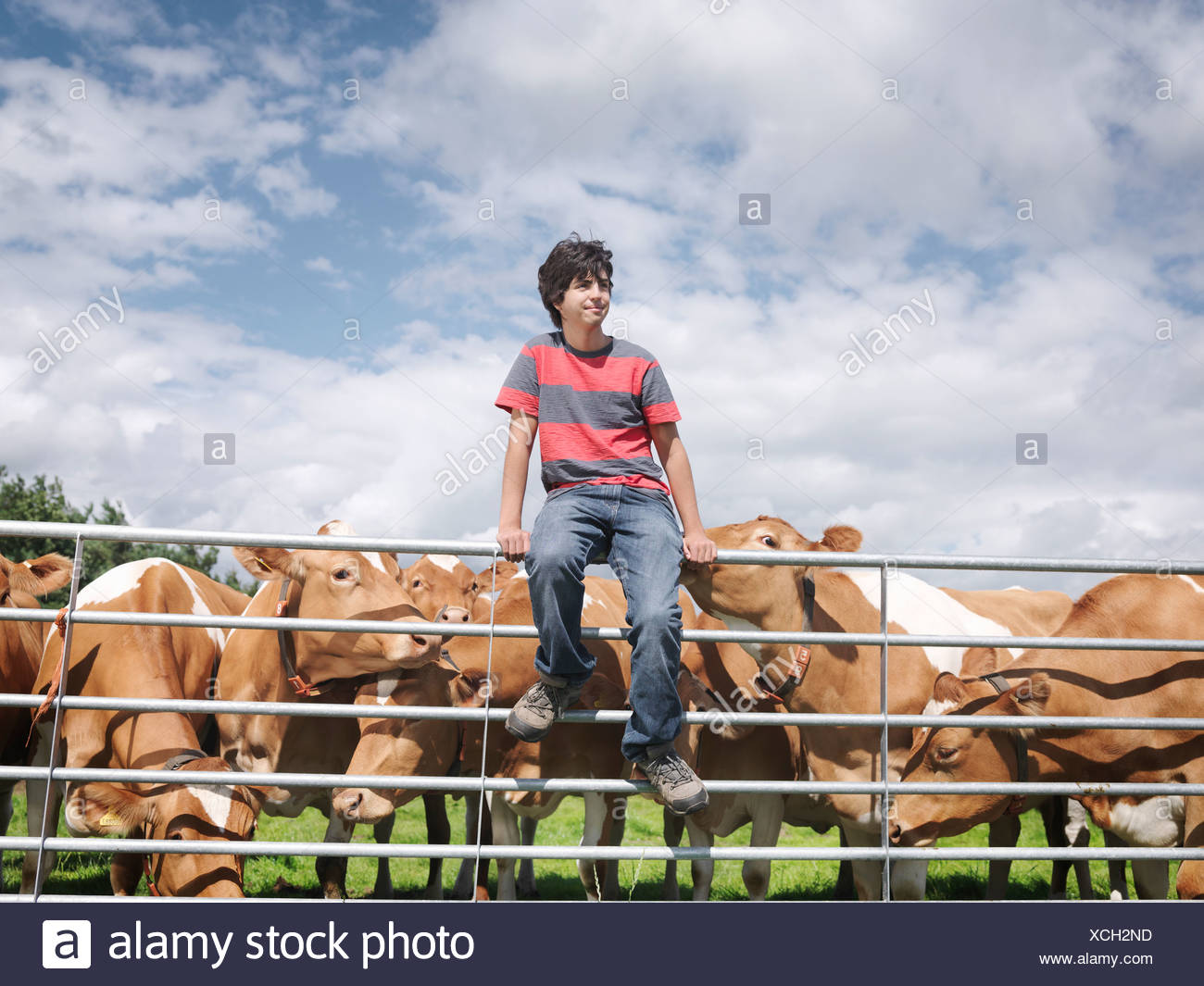 Boy And Cow Stock Photos & Boy And Cow Stock Images - Alamy