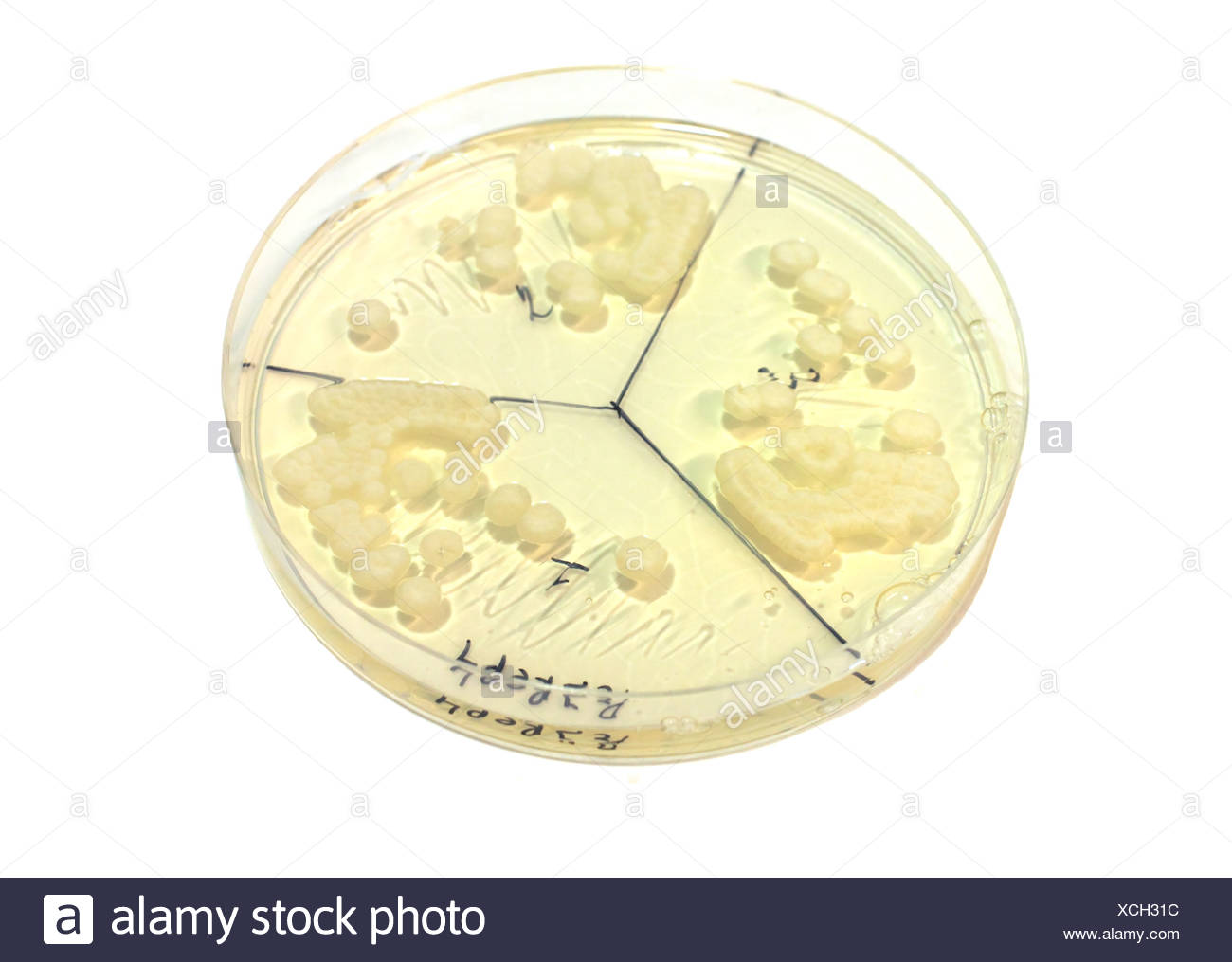 Round Fungi High Resolution Stock Photography and Images - Alamy