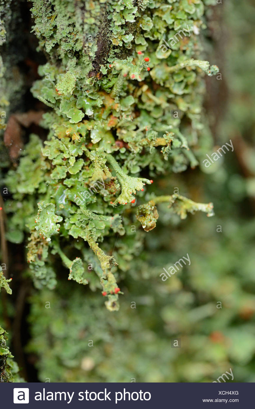 Rangiferina High Resolution Stock Photography and Images - Alamy