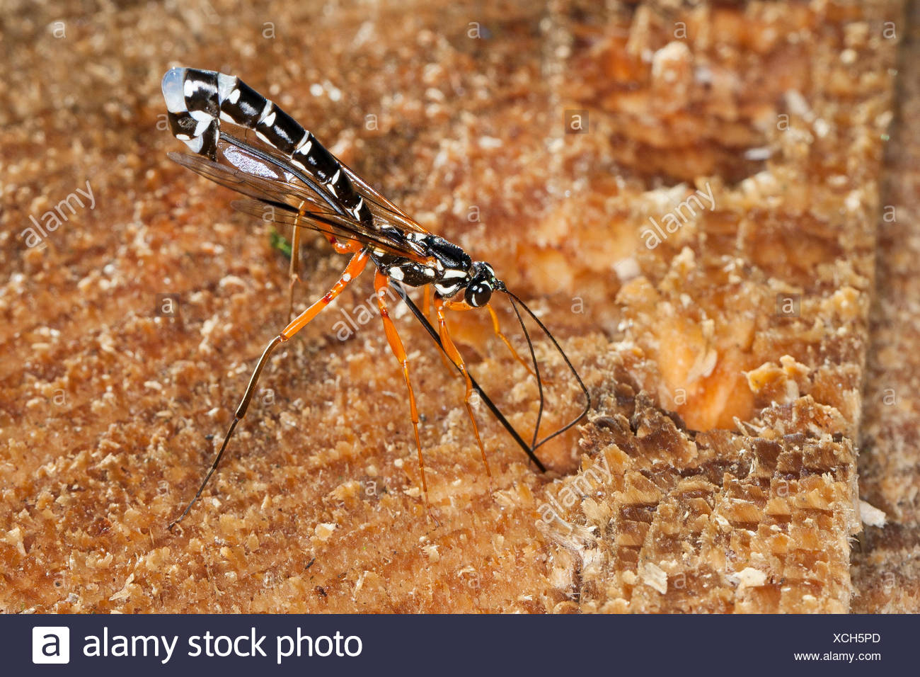 Giant Ichneumon Wasp High Resolution Stock Photography and Images - Alamy