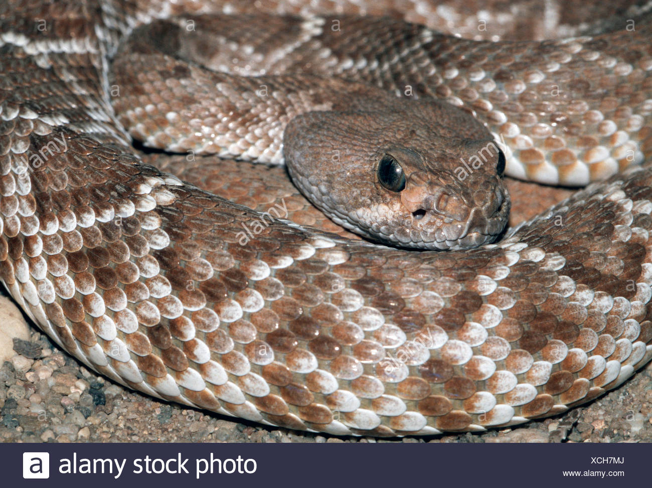 Red Diamond Rattlesnake Stock Photos & Red Diamond Rattlesnake Stock ...