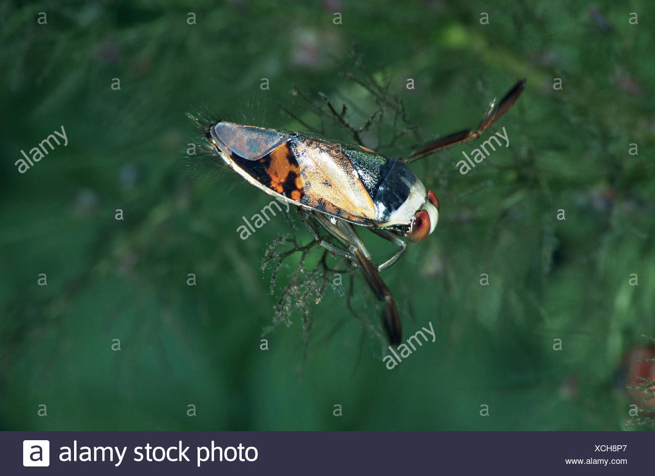 Water Boatmen Insects High Resolution Stock Photography and Images - Alamy