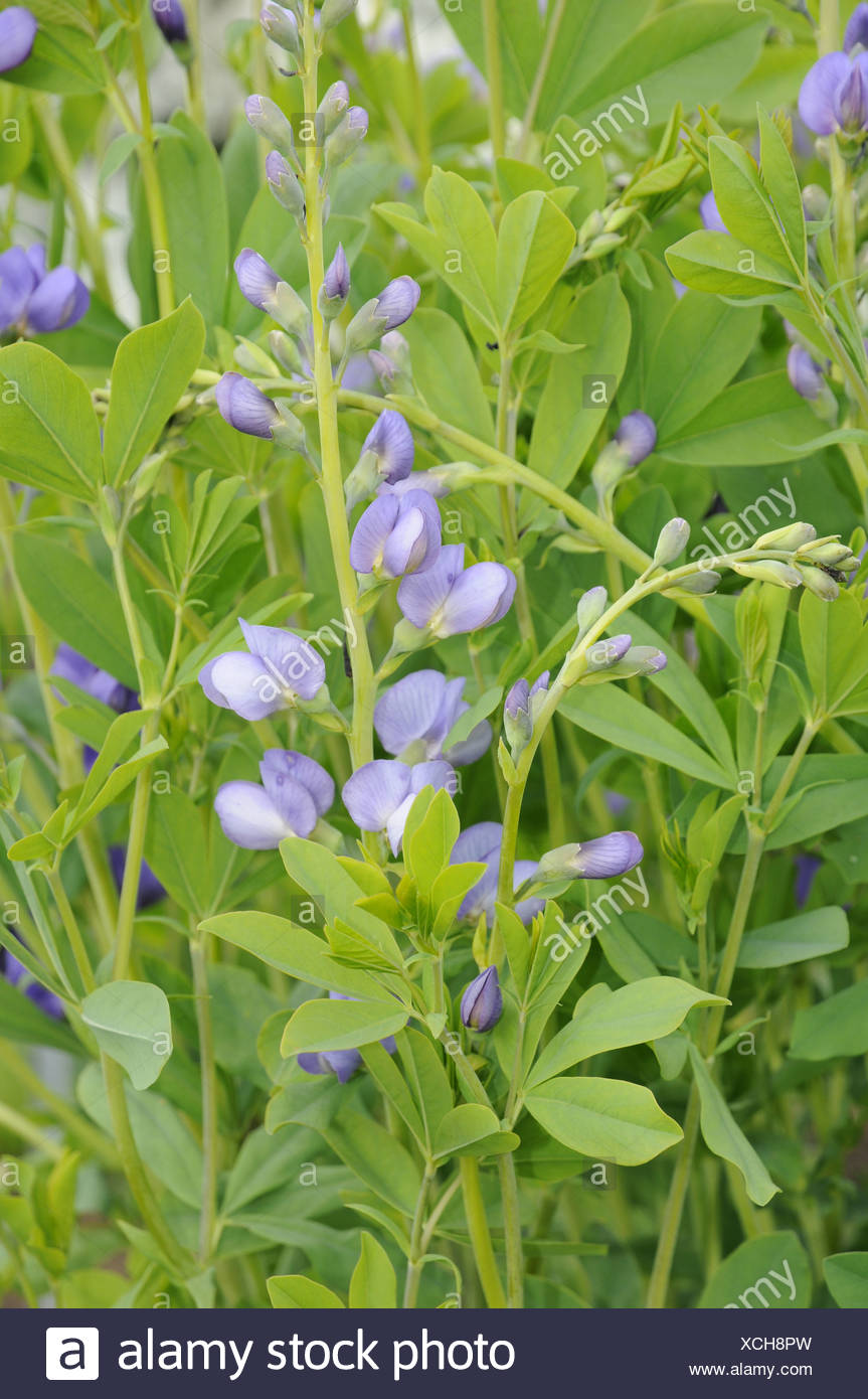 Indigo Blue Flowers High Resolution Stock Photography and Images - Alamy
