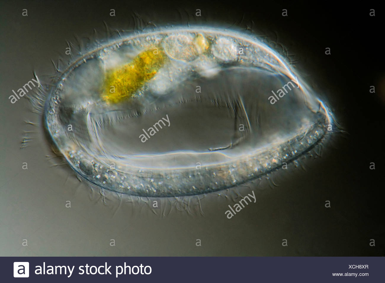 Freshwater Protozoa Stock Photos & Freshwater Protozoa Stock Images - Alamy