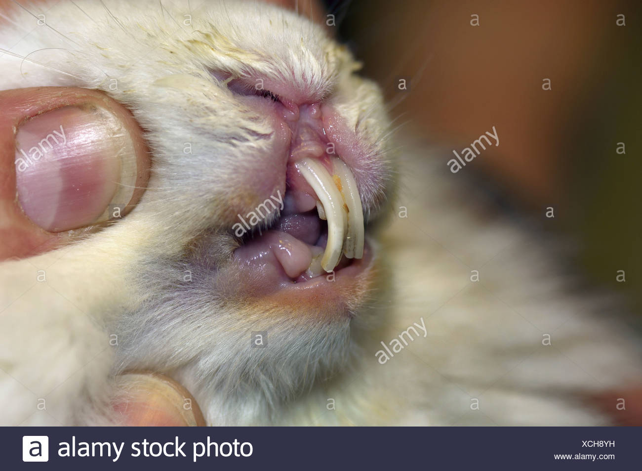 Rabbit Teeth Oryctolagus Cuniculus High Resolution Stock Photography ...