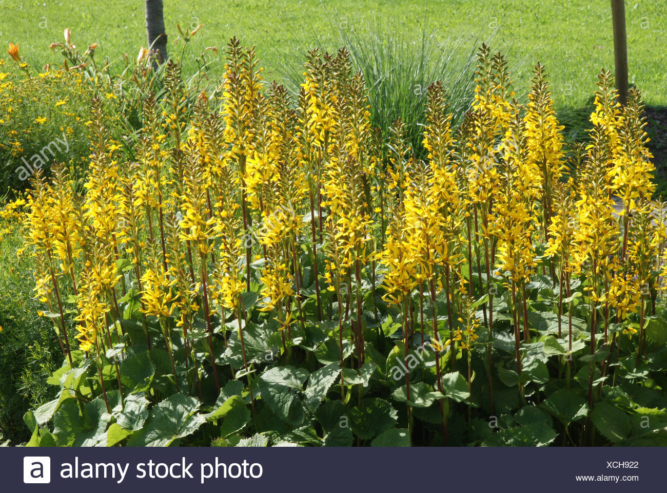 Leopard Plant High Resolution Stock Photography and Images - Alamy