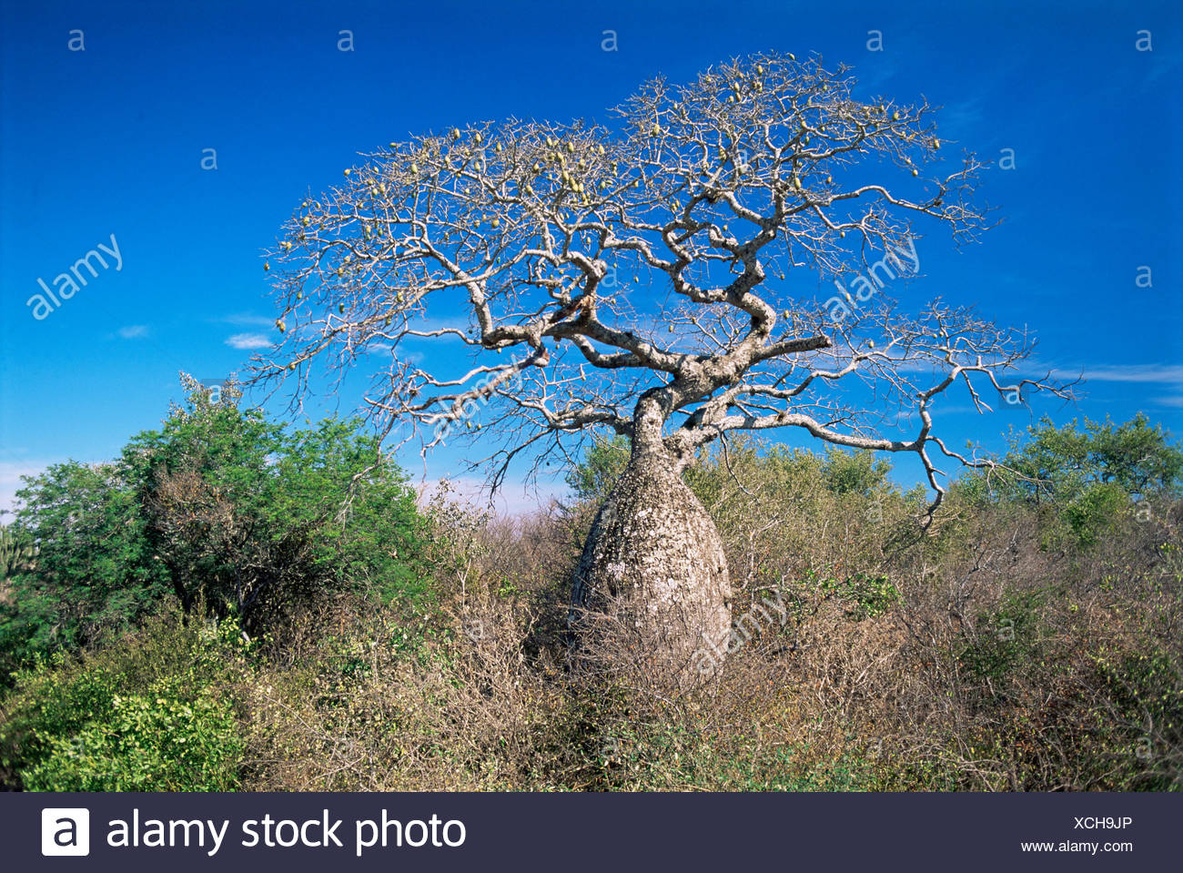 Chaco Bolivia High Resolution Stock Photography and Images - Alamy