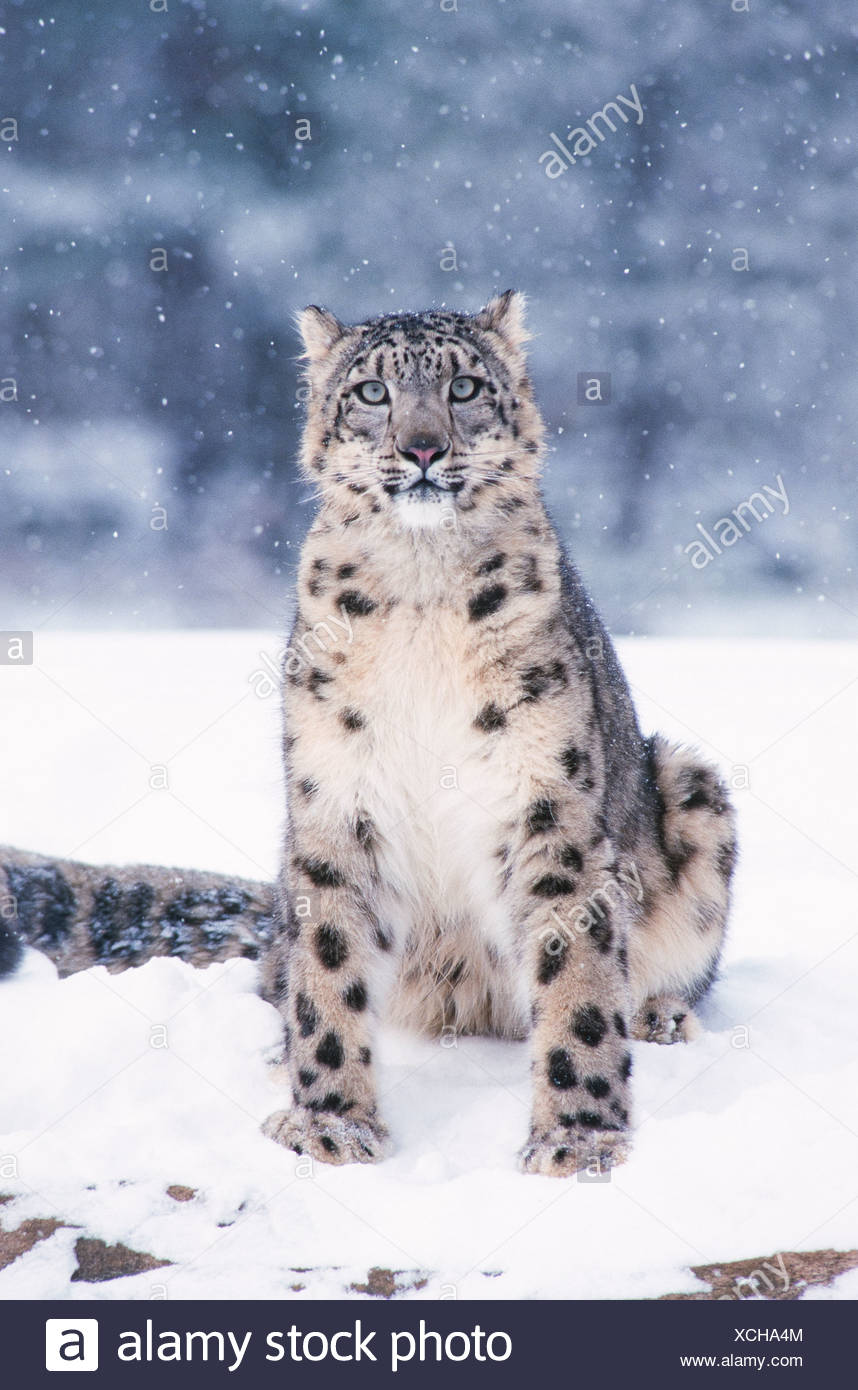 Snow Leopard Habitat Stock Photos & Snow Leopard Habitat Stock Images ...