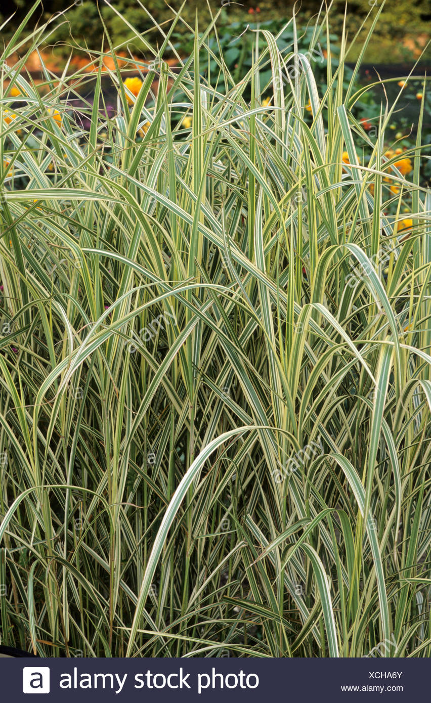 Miscanthus Sinensis Variegatus High Resolution Stock Photography and ...