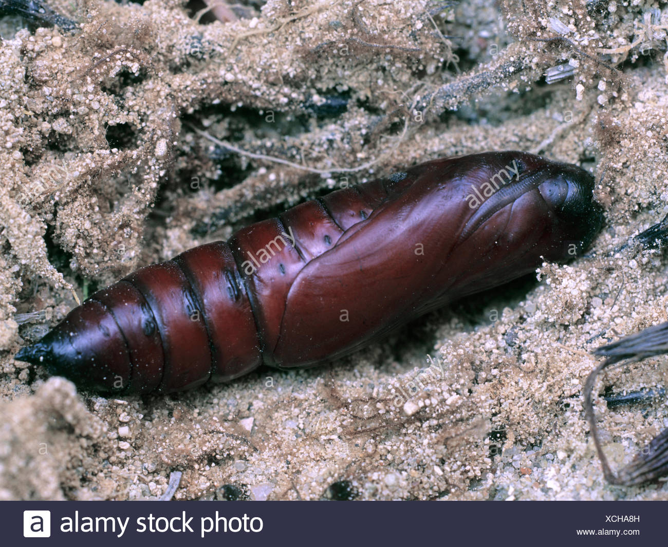 Animal Deaths High Resolution Stock Photography and Images - Alamy