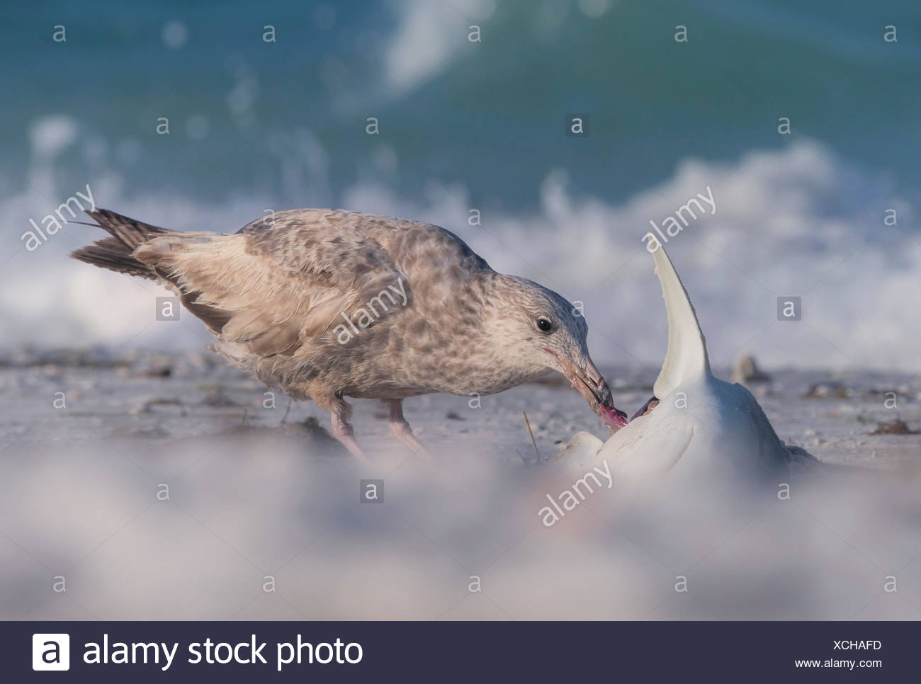 Dead Bird On Beach High Resolution Stock Photography and Images - Alamy