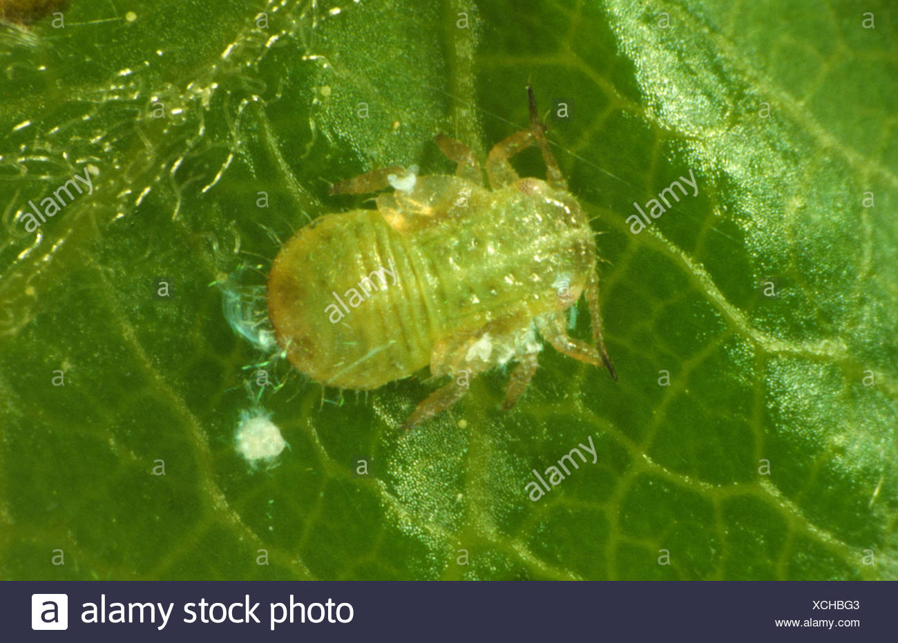 Psyllidae Stock Photos & Psyllidae Stock Images - Alamy