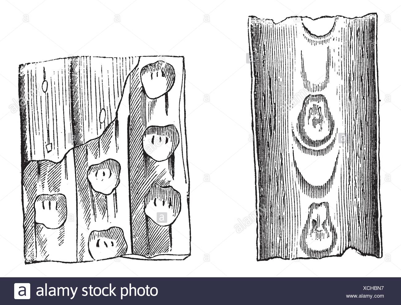 Microphyll High Resolution Stock Photography and Images - Alamy