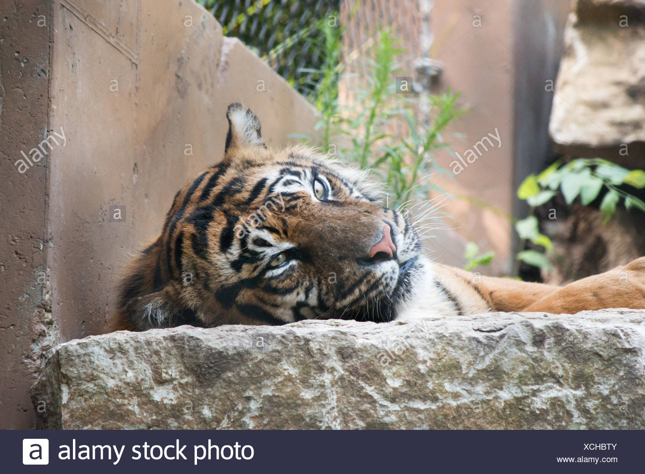 Tiger Laying Down High Resolution Stock Photography and Images - Alamy