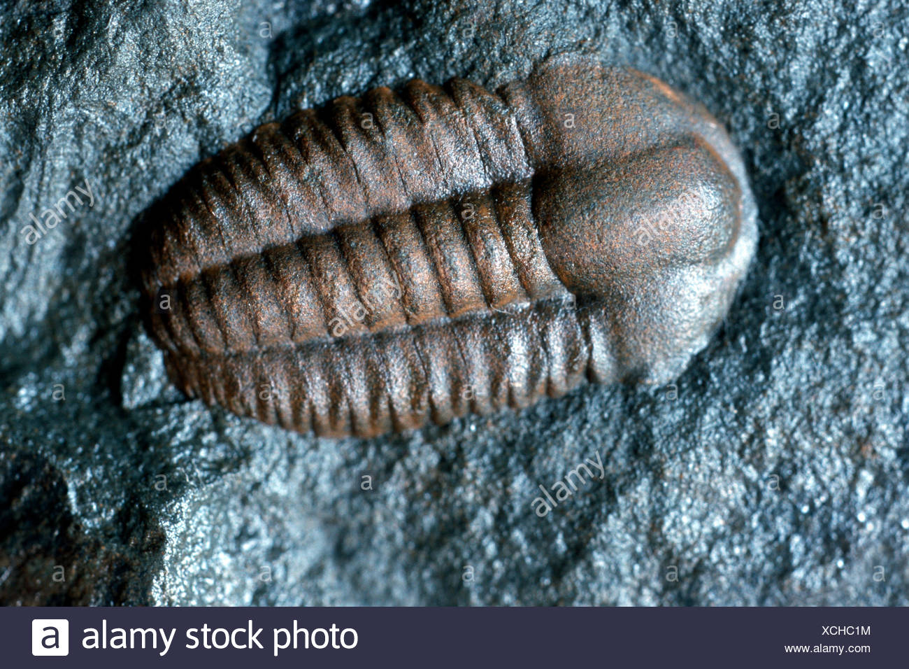 Trilobites Stock Photos & Trilobites Stock Images - Alamy