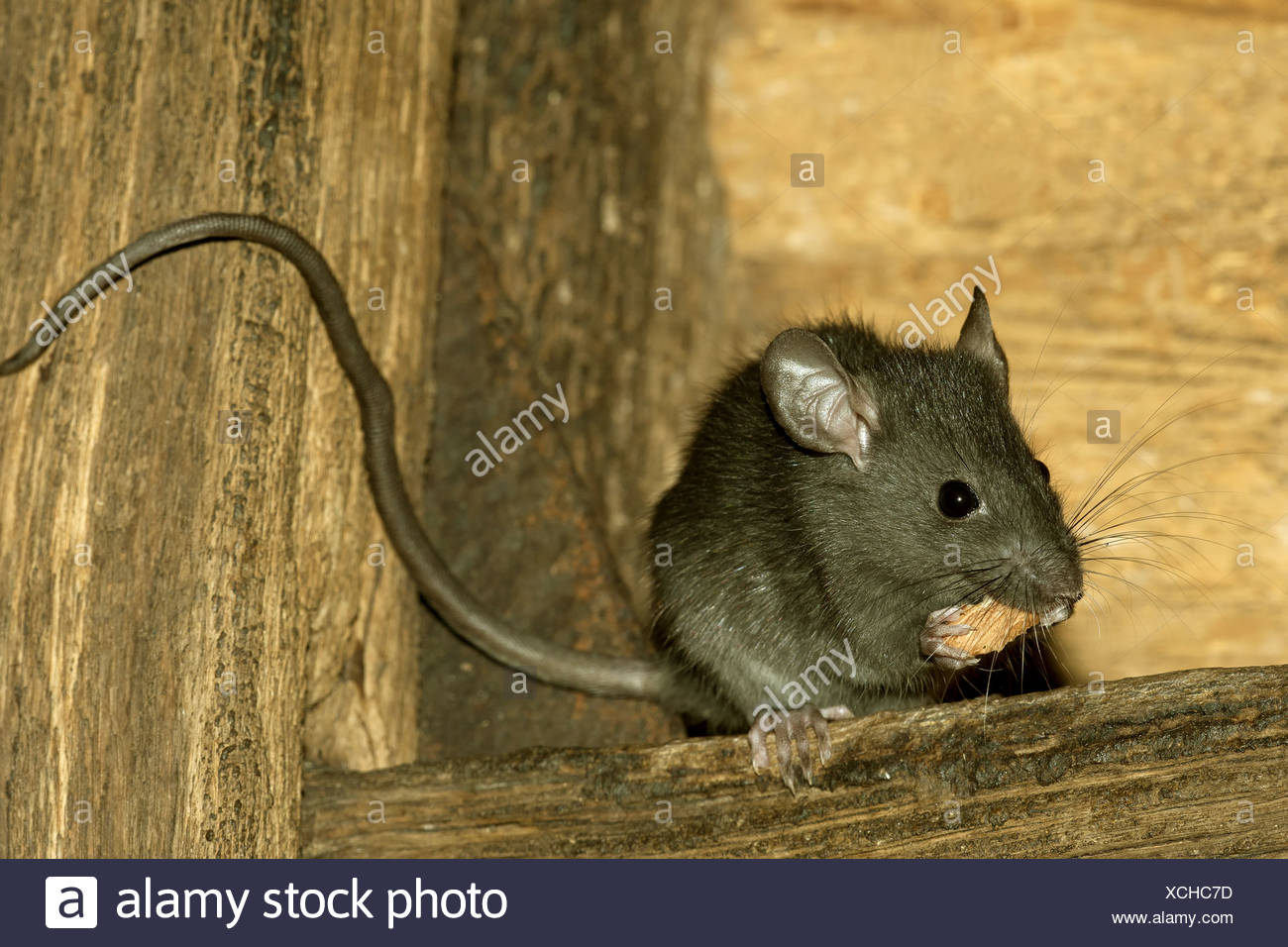 Roof Rat Stock Photos & Roof Rat Stock Images - Alamy