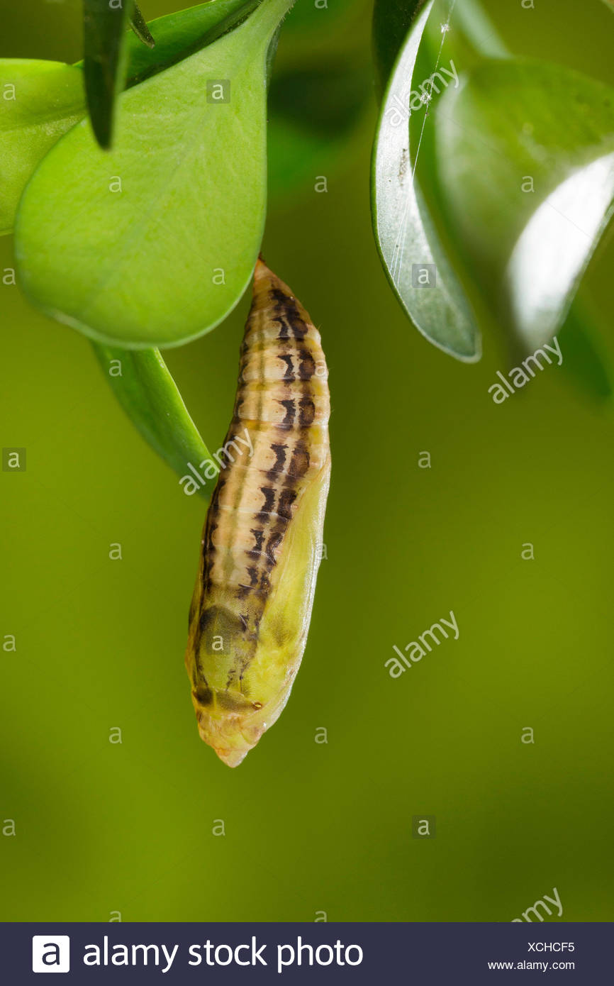 The Box Tree Moth High Resolution Stock Photography and Images - Alamy