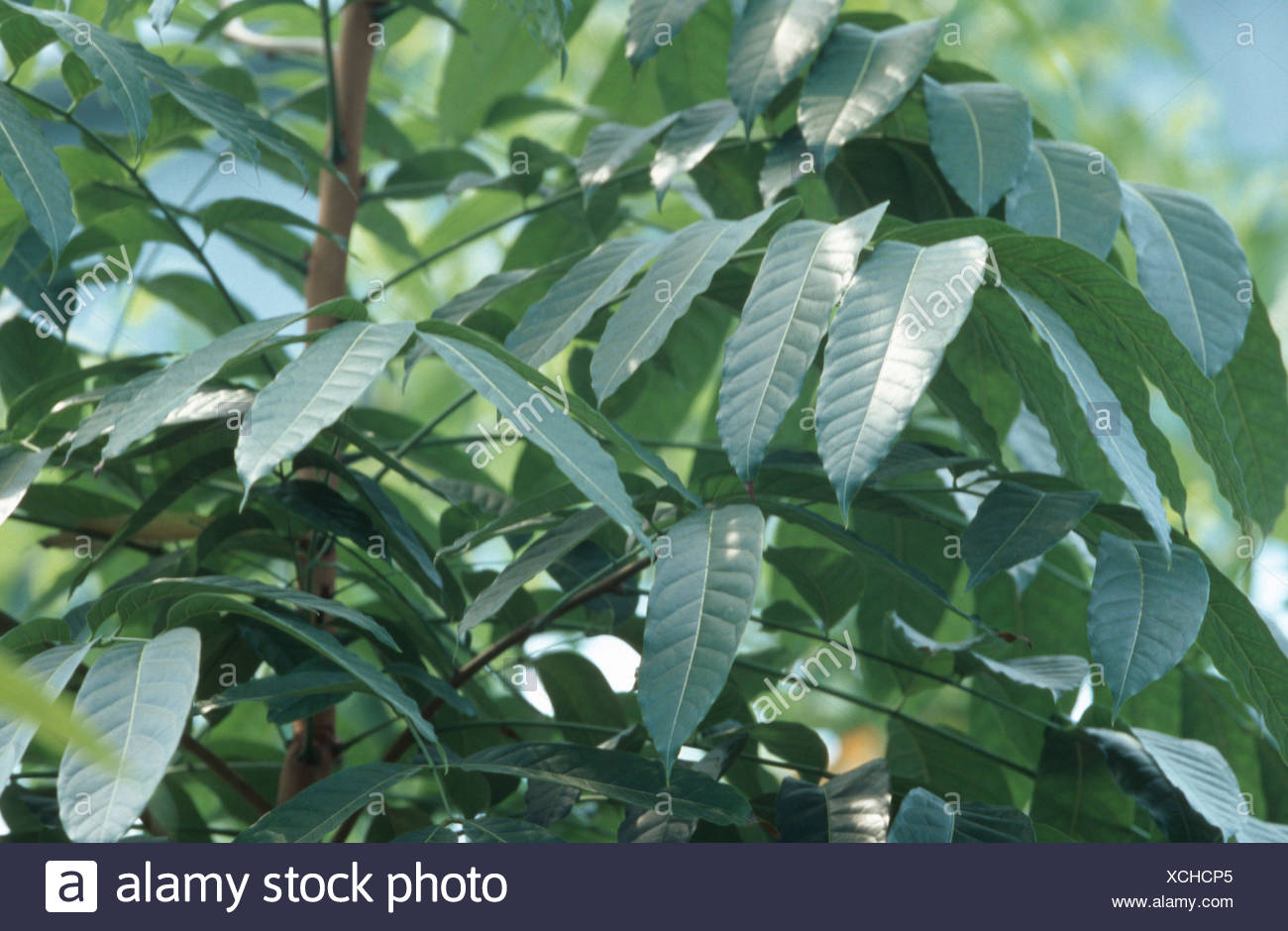 Honduran Or Big Leaf Mahogany Swietenia Macrophylla High Resolution ...