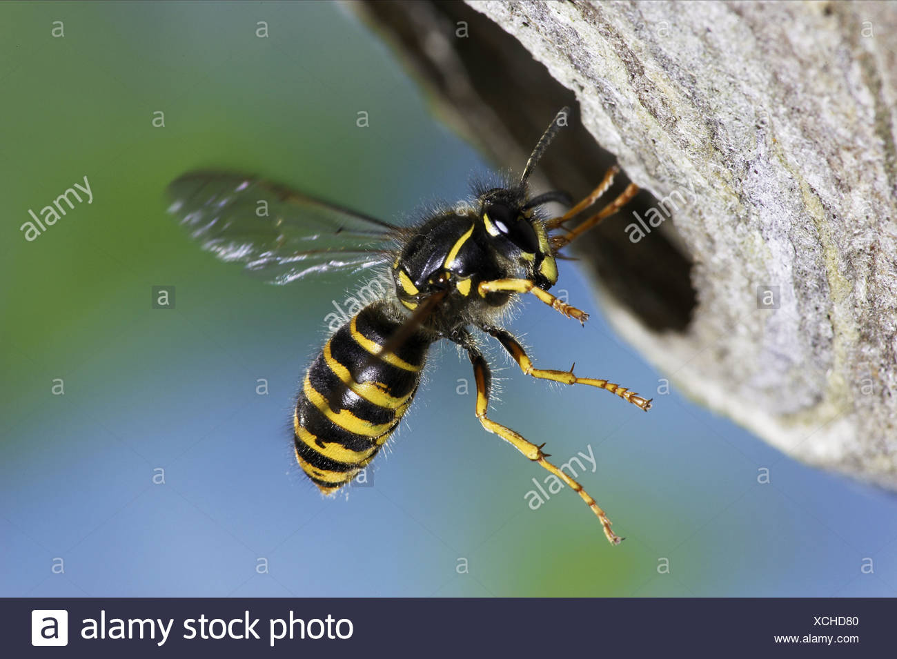 Common Wasp Nest High Resolution Stock Photography and Images - Alamy