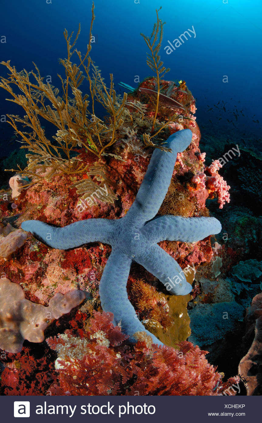 Blue Seastar Linckia Laevigata High Resolution Stock Photography and ...