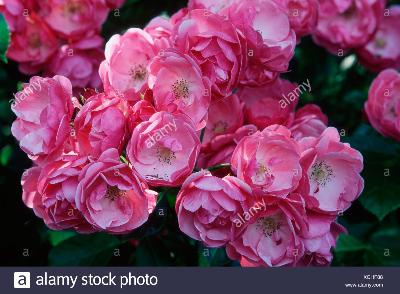 Ornamental Rose Rosa Angela Stock Photos & Ornamental Rose Rosa Angela ...