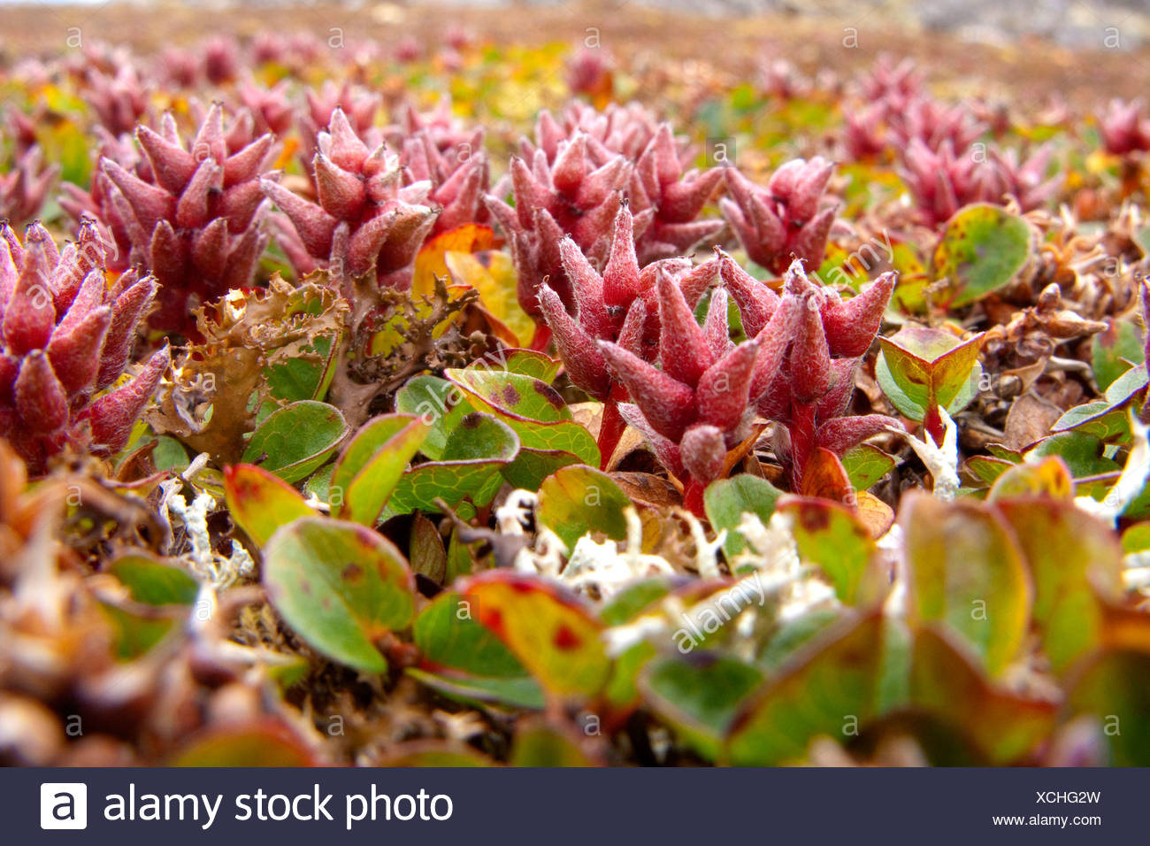 Salix Polaris Salix Polaris High Resolution Stock Photography and ...