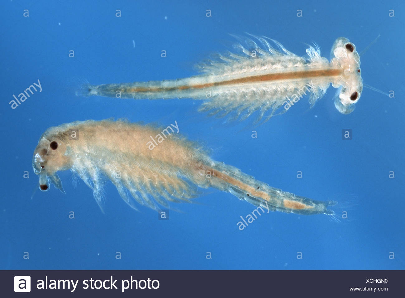 Artemia Stock Photos & Artemia Stock Images - Alamy