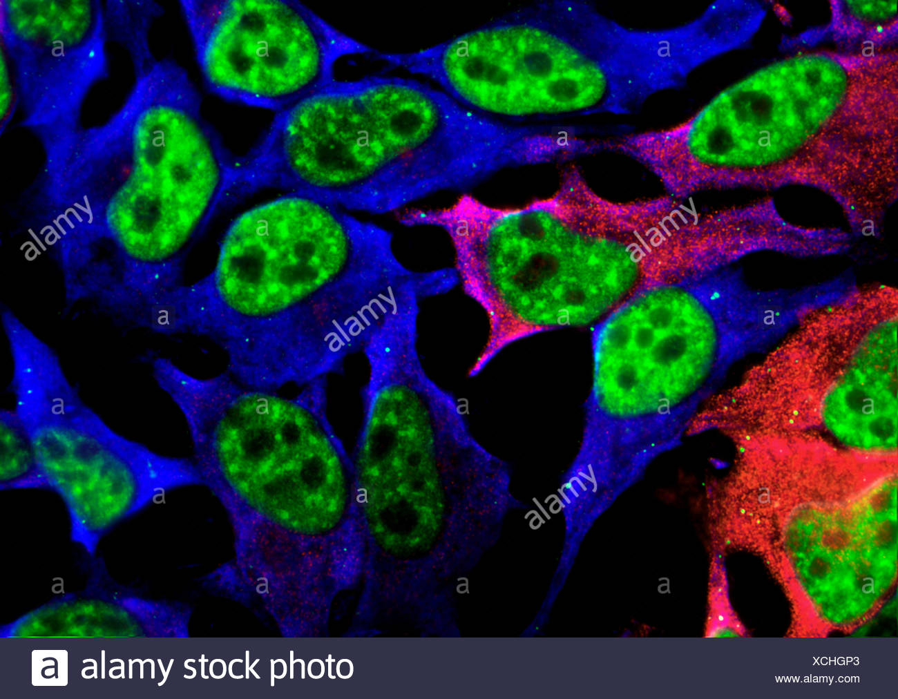 Henrietta Lacks Cells High Resolution Stock Photography and Images - Alamy