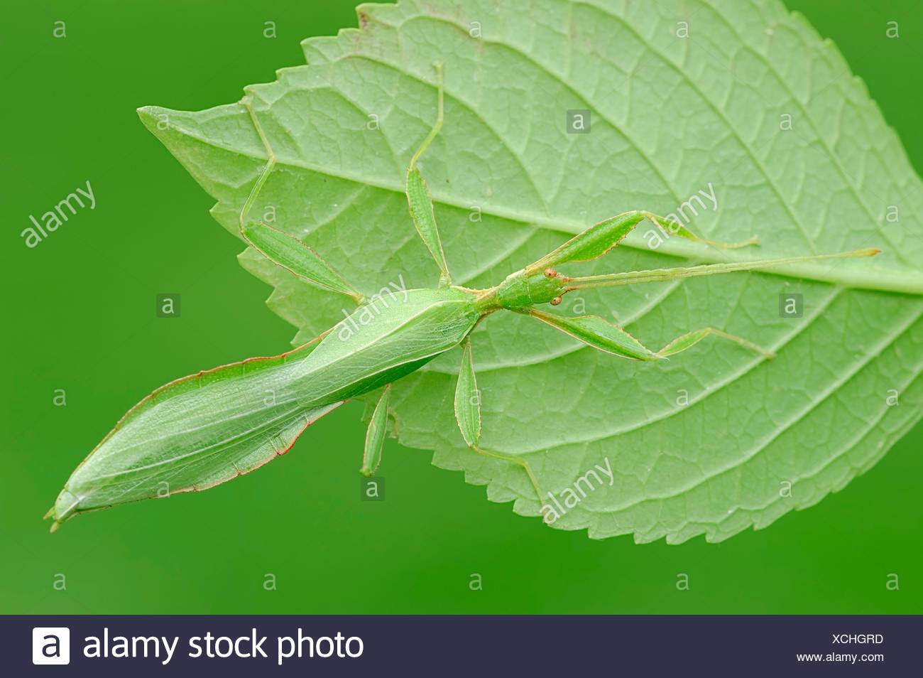 Native To The Philippines High Resolution Stock Photography and Images ...