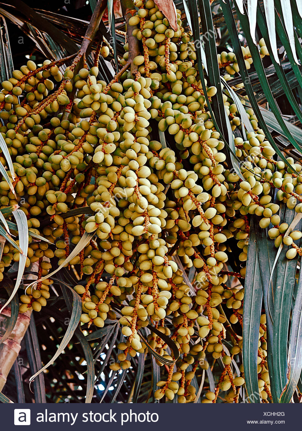 Dypsis Lutescens Areca Palm High Resolution Stock Photography and ...