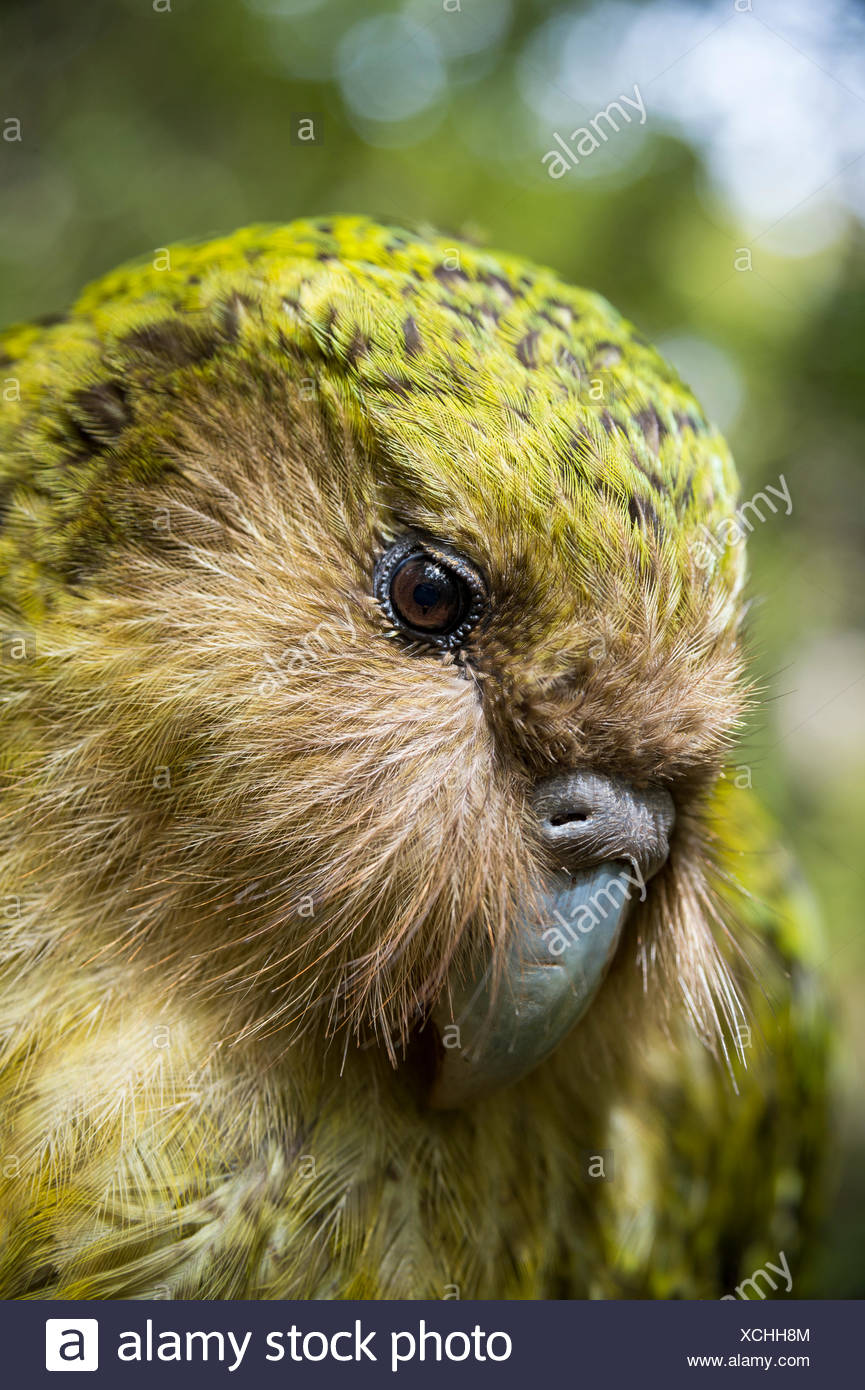 Kakapo Birds High Resolution Stock Photography and Images - Alamy