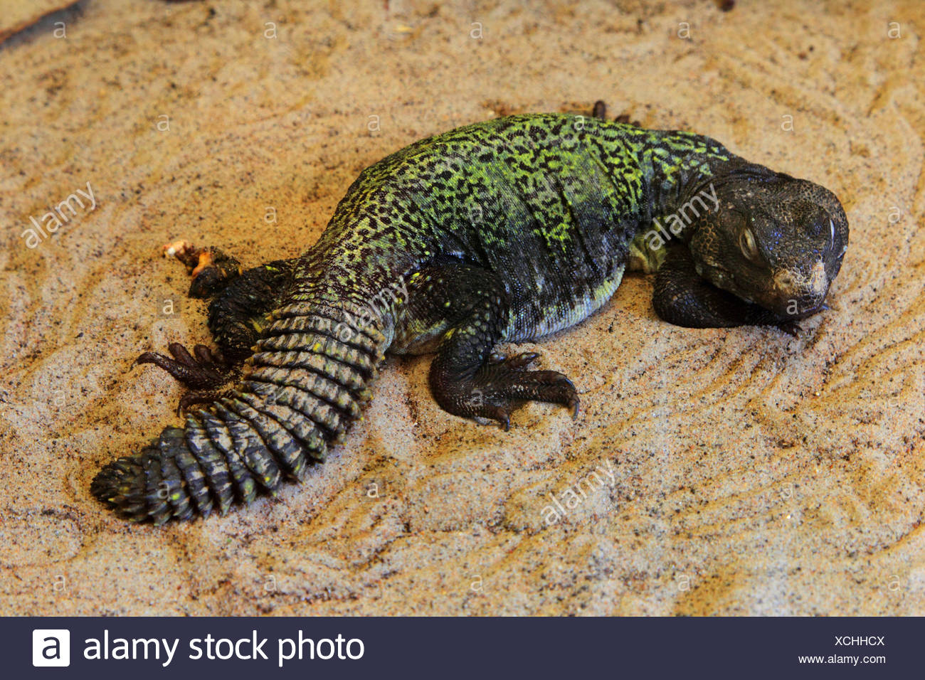 Uromastyx Lizard Africa High Resolution Stock Photography and Images ...