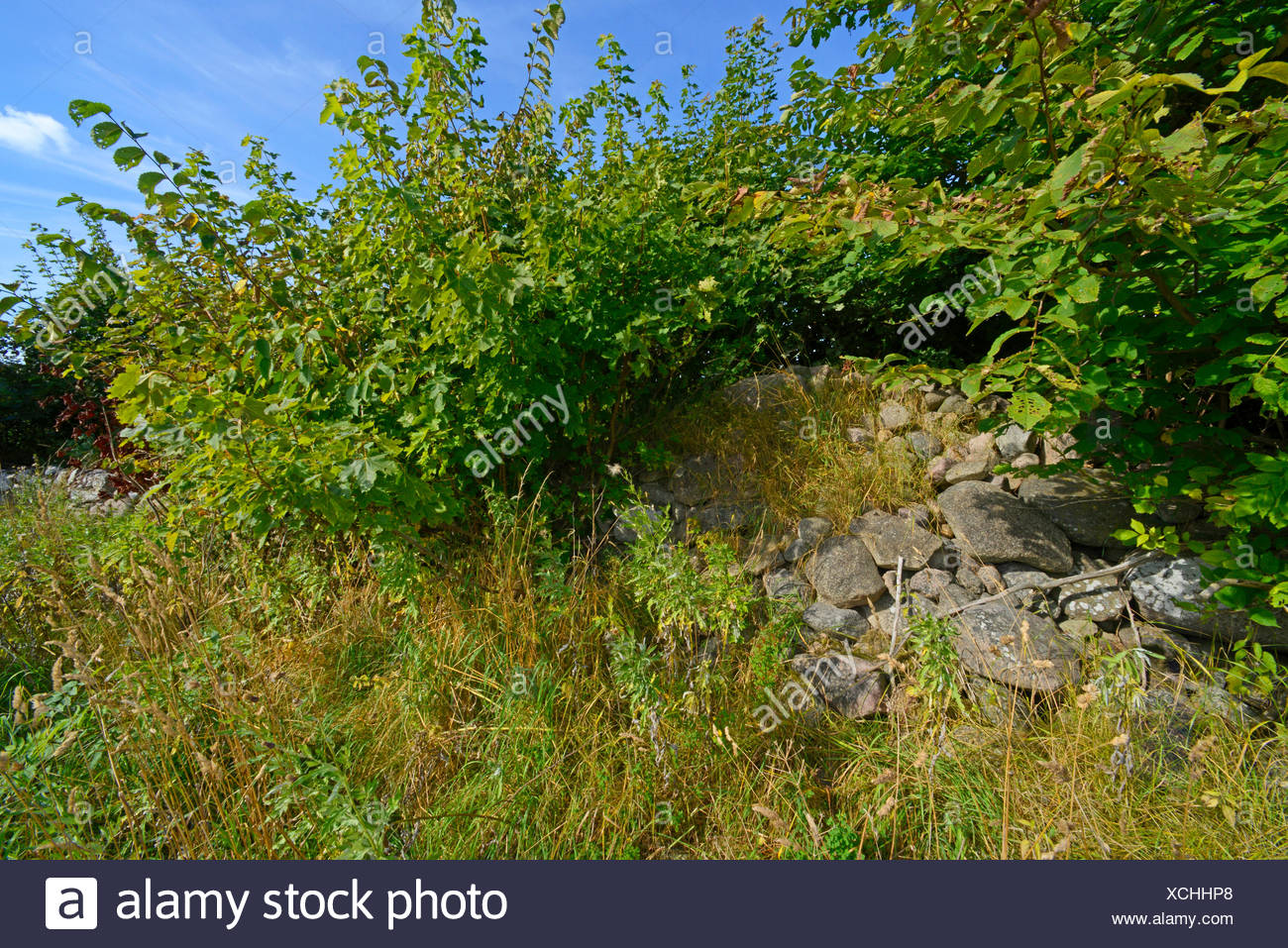Overgrown Animals High Resolution Stock Photography and Images - Alamy