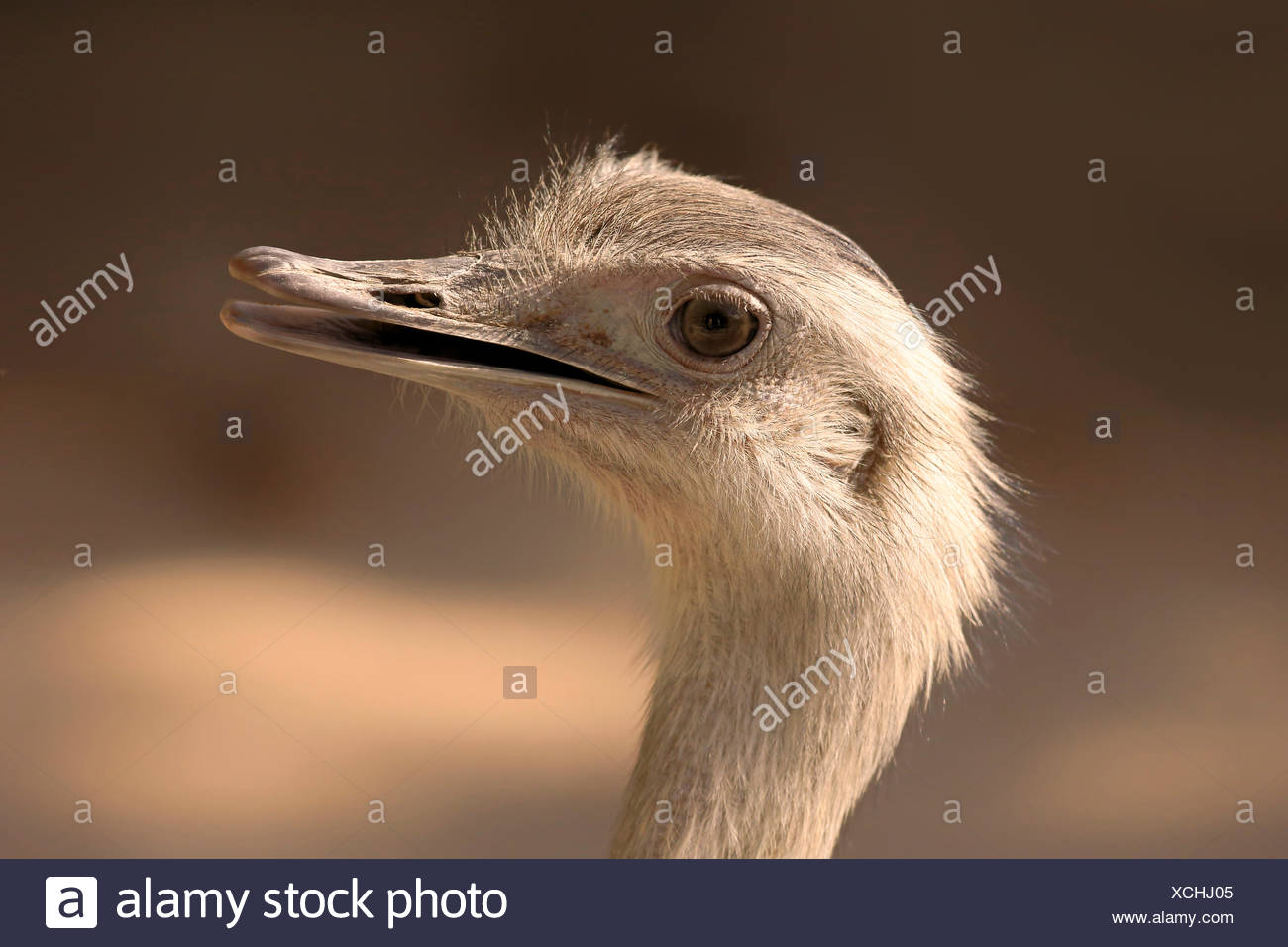 Rhea_americana High Resolution Stock Photography and Images - Alamy