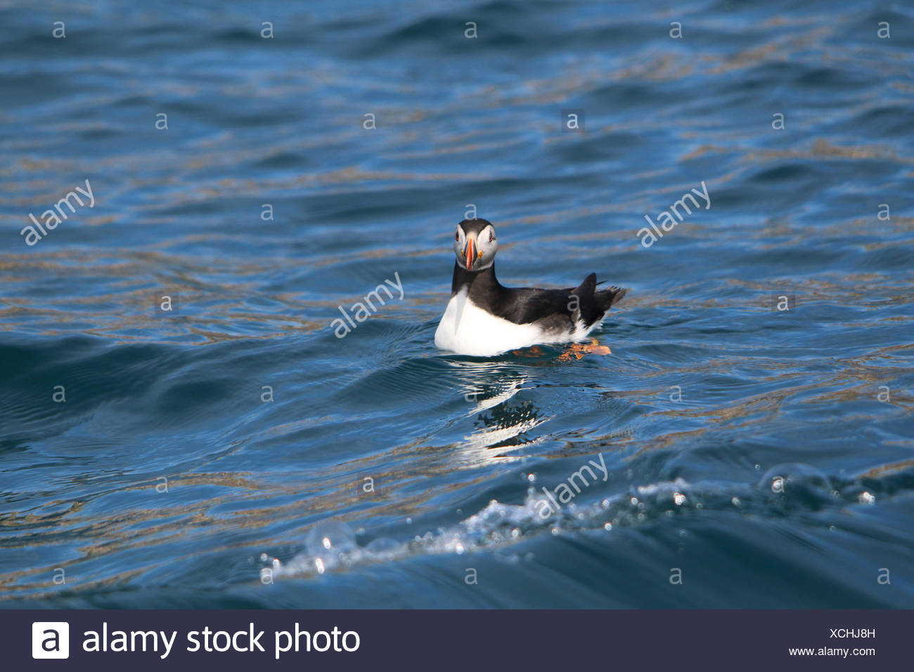 Atlantic Puffin Swimming High Resolution Stock Photography and Images ...