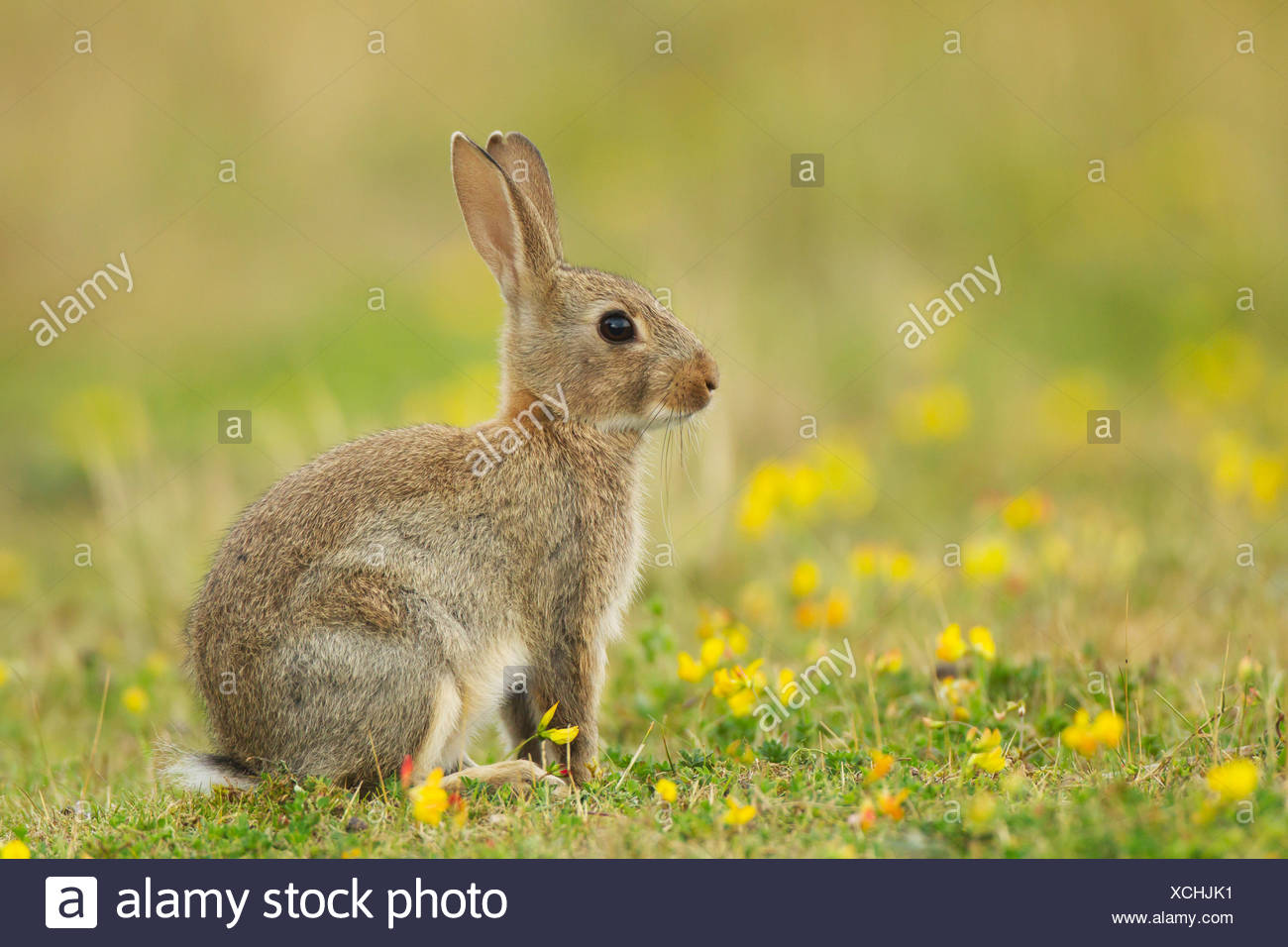 Rabbit Flowers Stock Photos & Rabbit Flowers Stock Images - Alamy