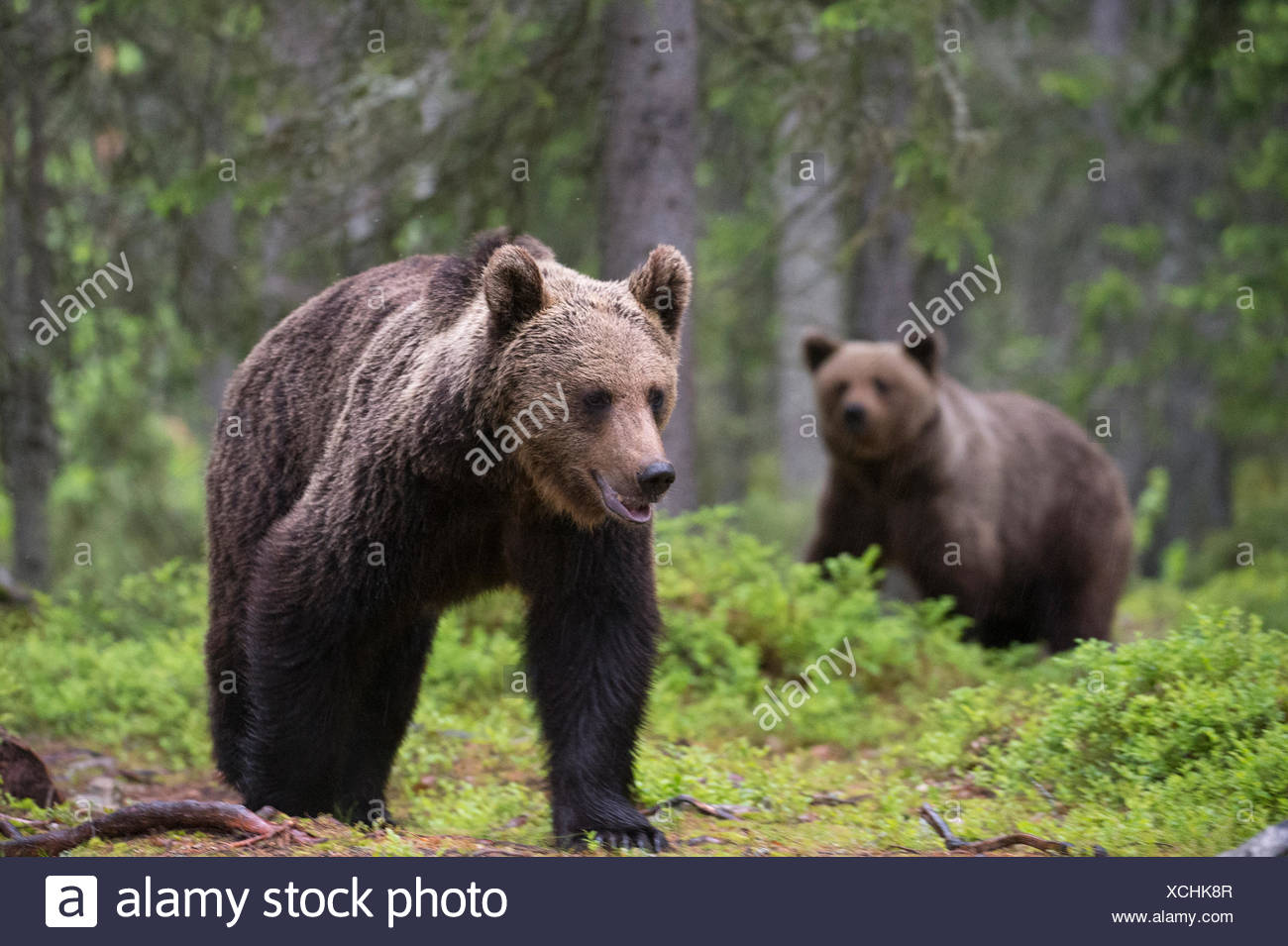 European Brown Bears High Resolution Stock Photography and Images - Alamy