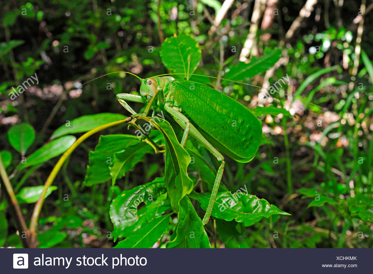 Tropical Rainforest Insects High Resolution Stock Photography and ...