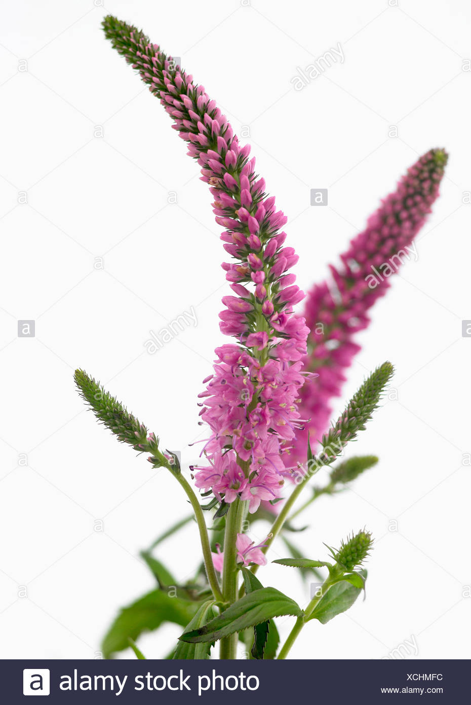 Veronica Longifolia High Resolution Stock Photography and Images - Alamy