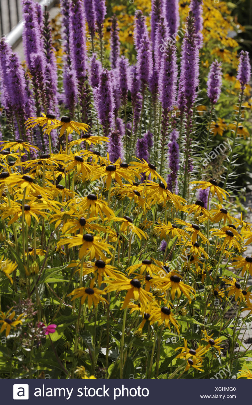 Yellow Liatris Stock Photos & Yellow Liatris Stock Images - Alamy