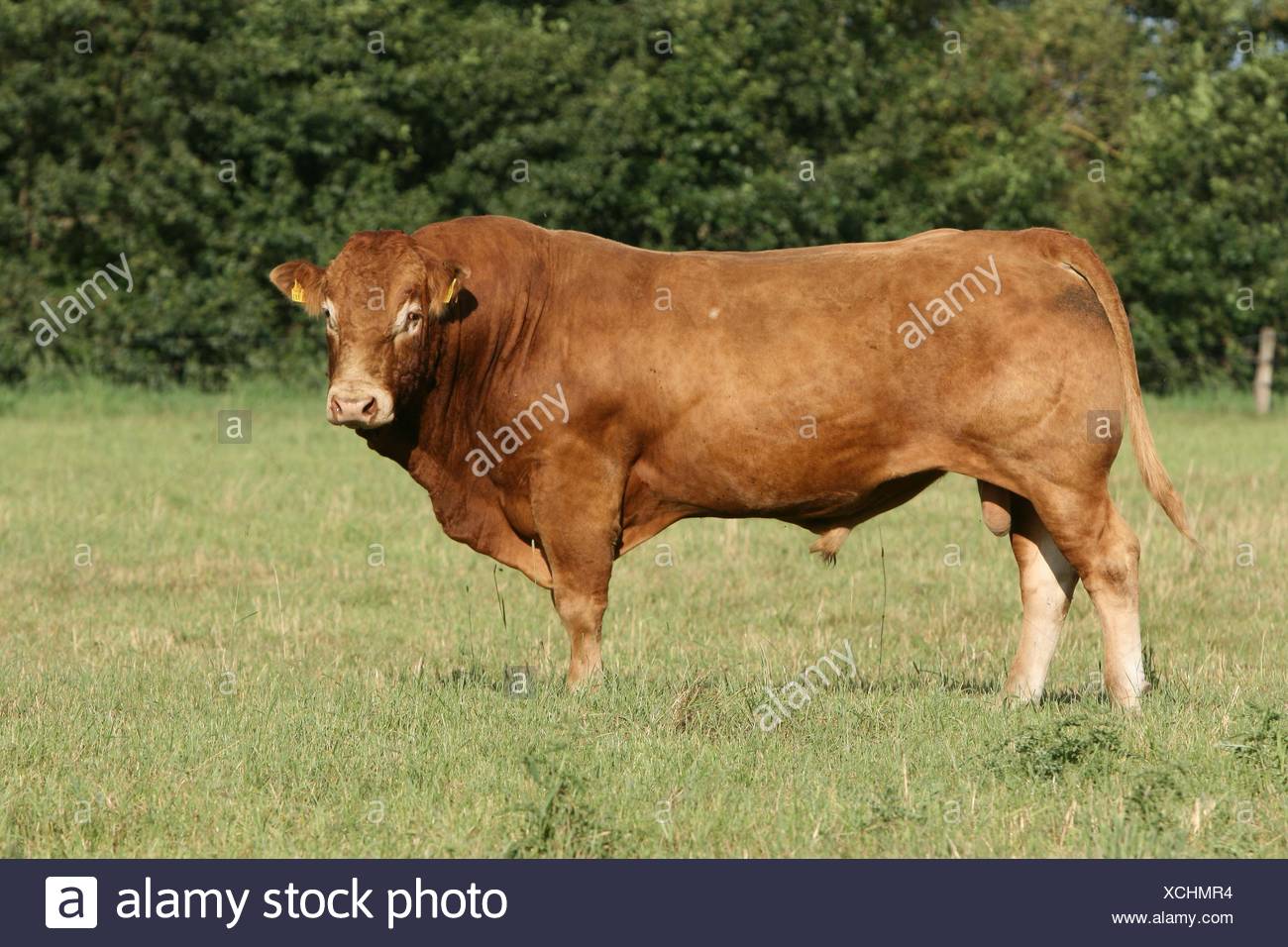 Limousin Bulls Stock Photos & Limousin Bulls Stock Images - Alamy