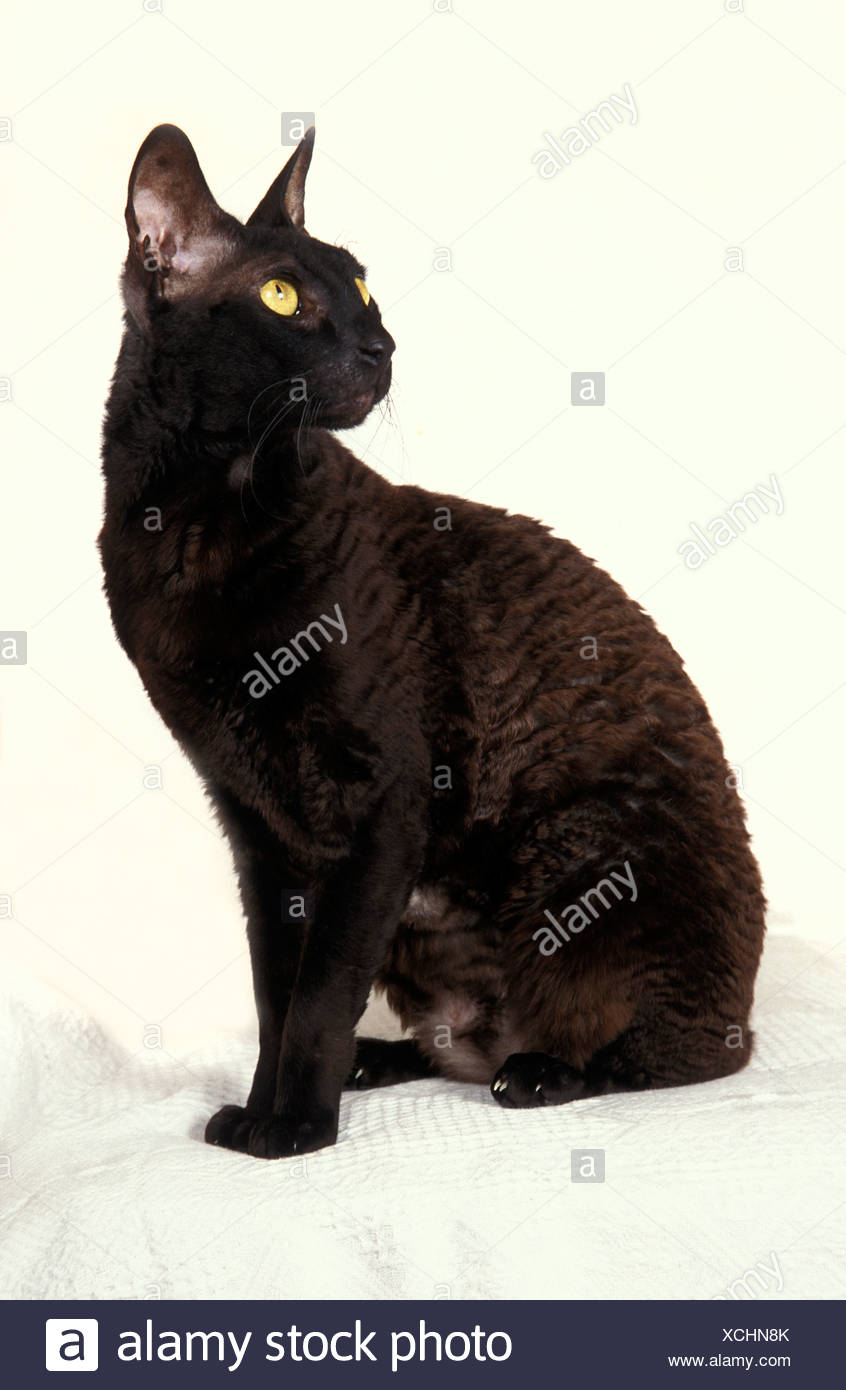 Black Devon Rex High Resolution Stock Photography and Images - Alamy