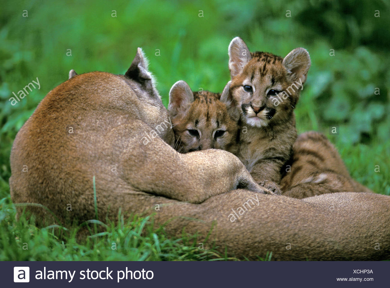 Cougar Felis Concolor Juvenile Stock Photos & Cougar Felis Concolor ...
